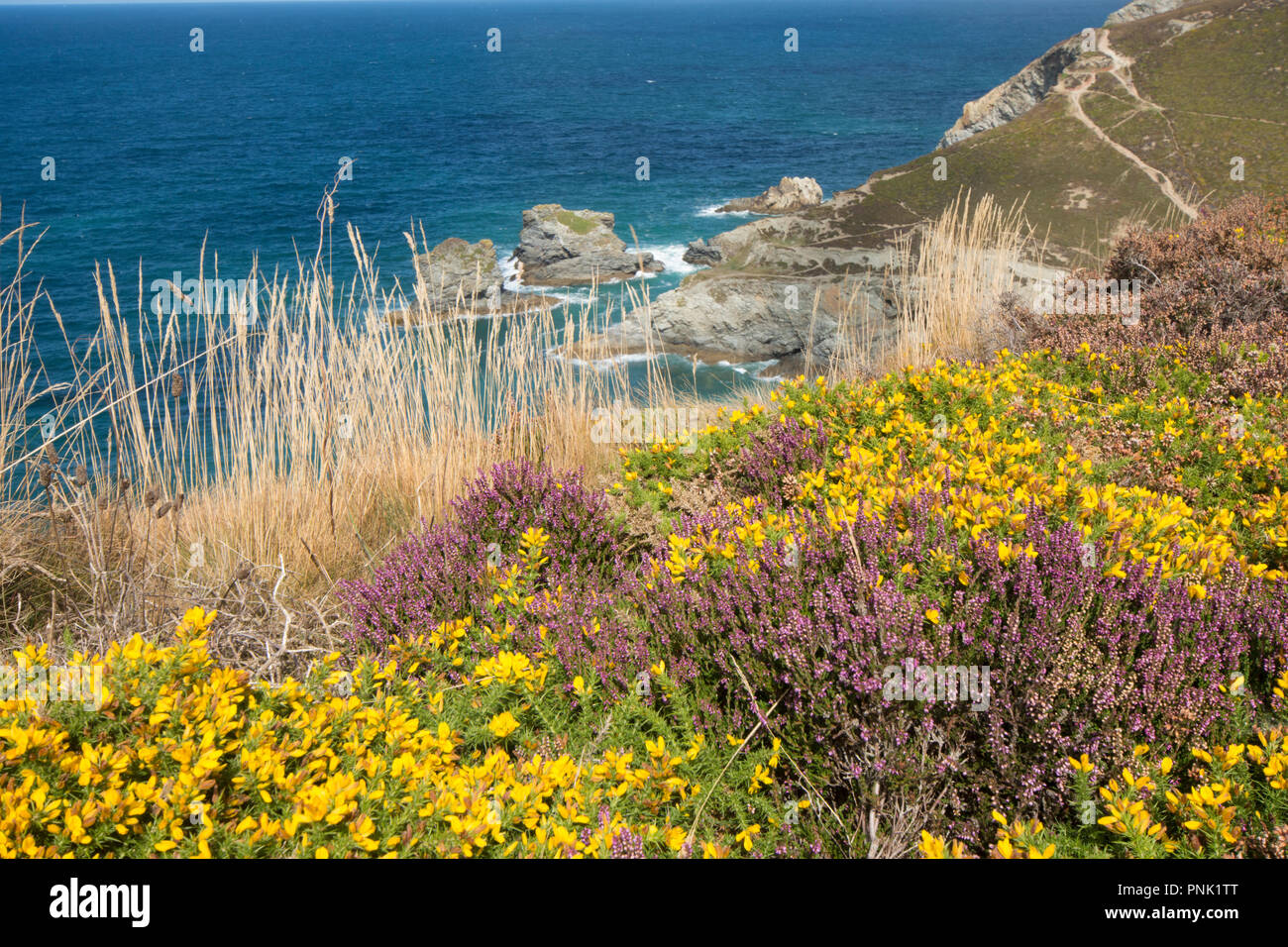 Dwarf Gorse, Ulex minor, and heather on cliff top, Blue Hills, between ...