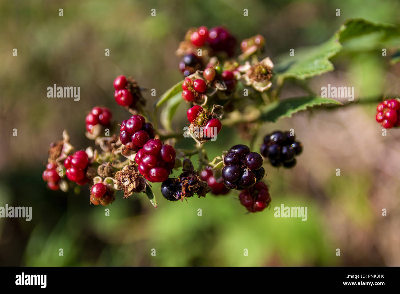 Red and black blackberries hanging on a branch Stock Photo - Alamy