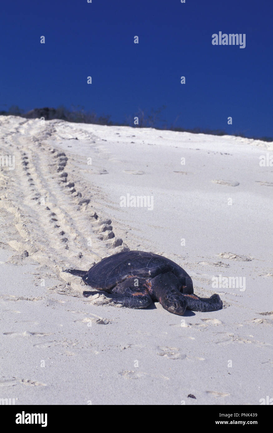 NOT 1082064 GREEN SEA TURTLE Chelonia mydas Hood Island Galapagos ...