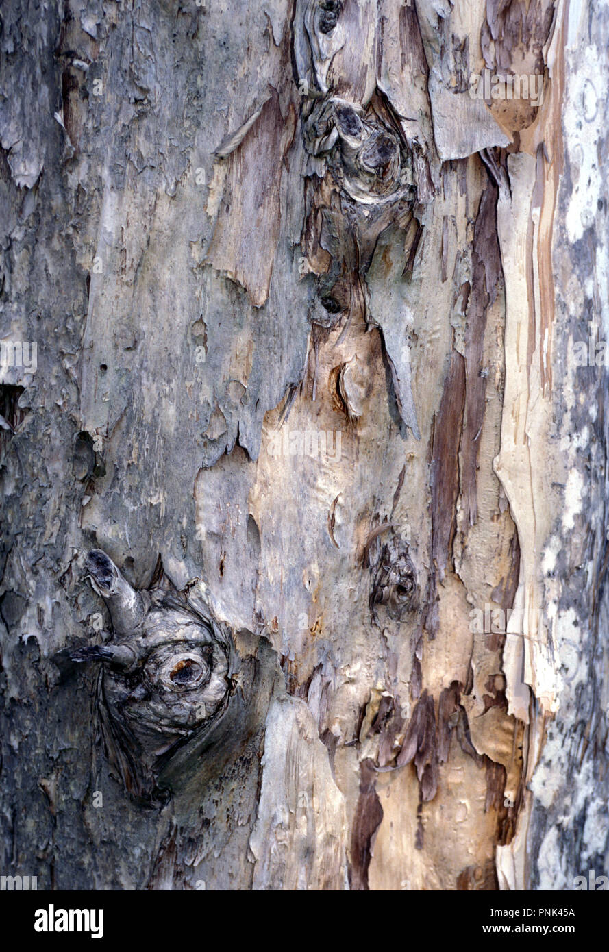Melaleuca quinquernervi hi-res stock photography and images - Alamy