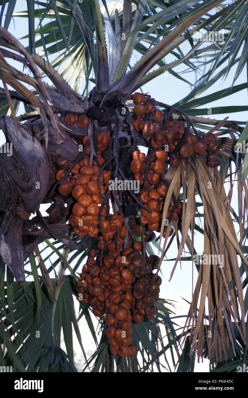 Egyptian doum palm hi-res stock photography and images - Alamy