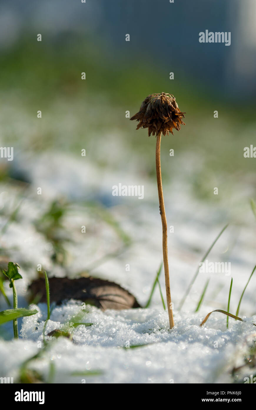 Dead grass stalk hi-res stock photography and images - Alamy