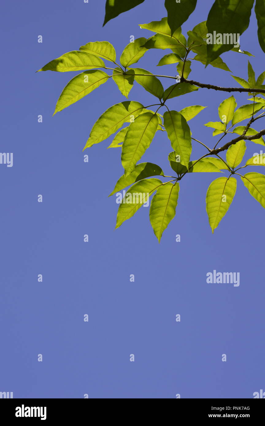 Tabebuia trees hi-res stock photography and images - Alamy