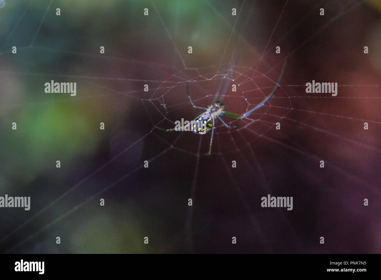 Stuck in a spider web hi-res stock photography and images - Alamy