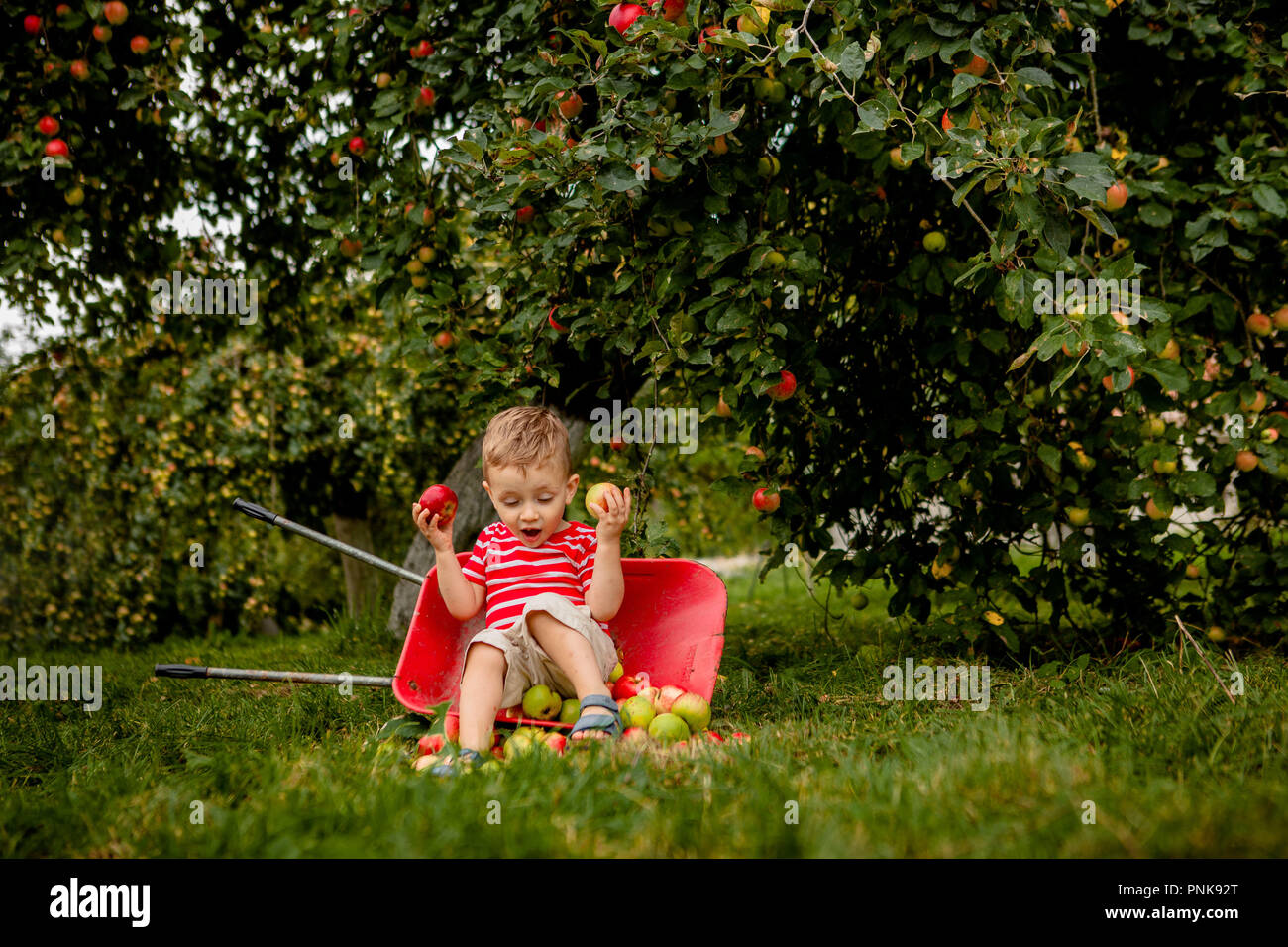 Falling Fruit Tree High Resolution Stock Photography and Images - Alamy