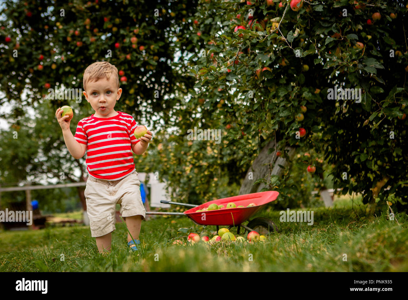 Child picking apples on a farm. Little boy playing in apple tree ...
