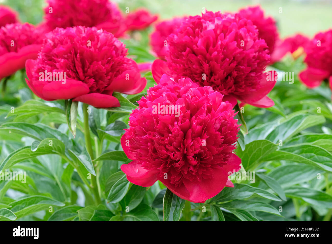 Paeonia red charm hi-res stock photography and images - Alamy