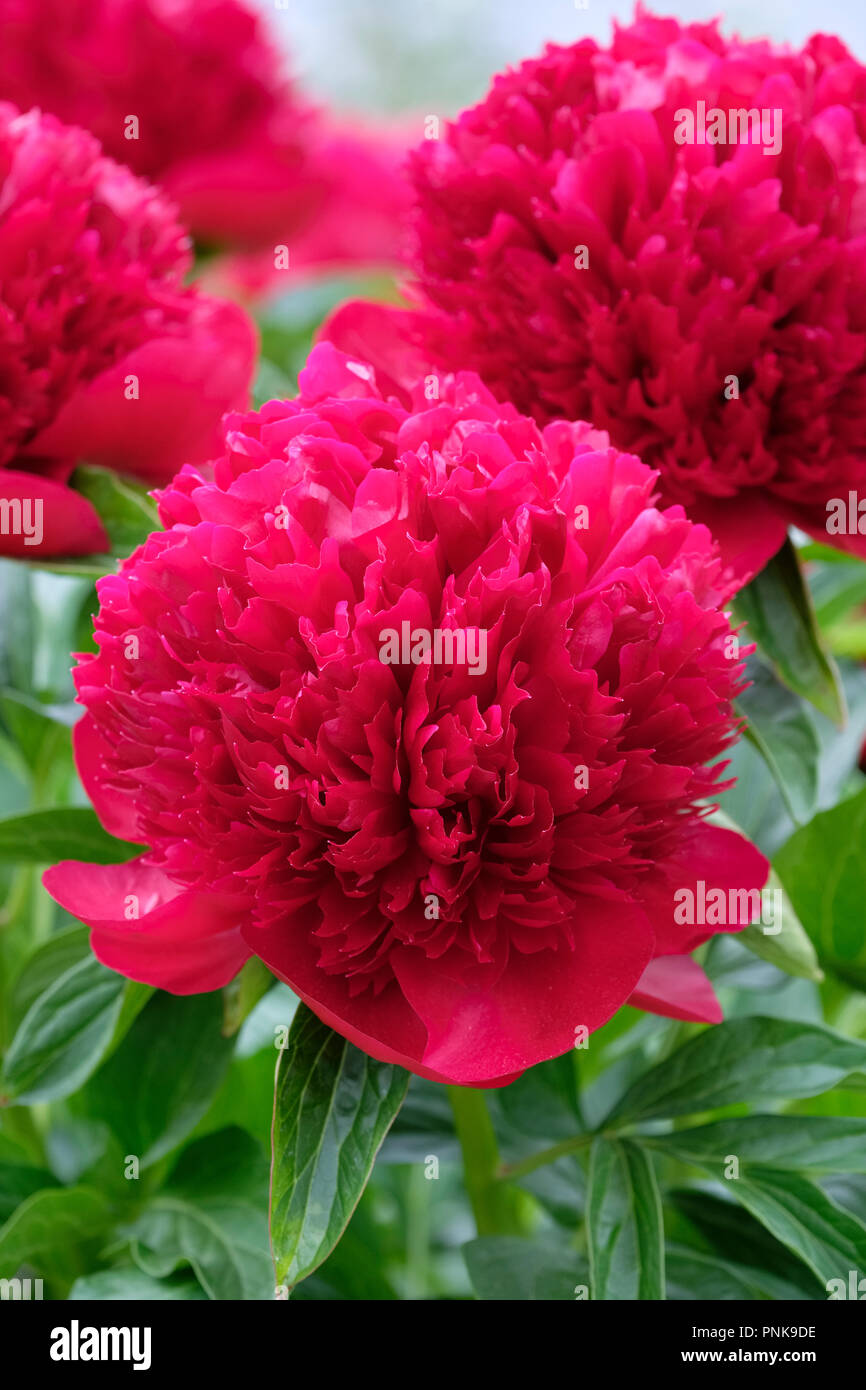 Deep red peony flower hi-res stock photography and images - Alamy