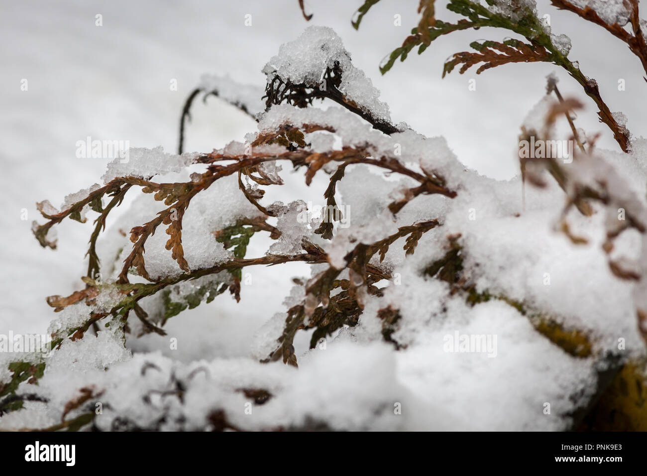 Native plants uk garden hi-res stock photography and images - Alamy