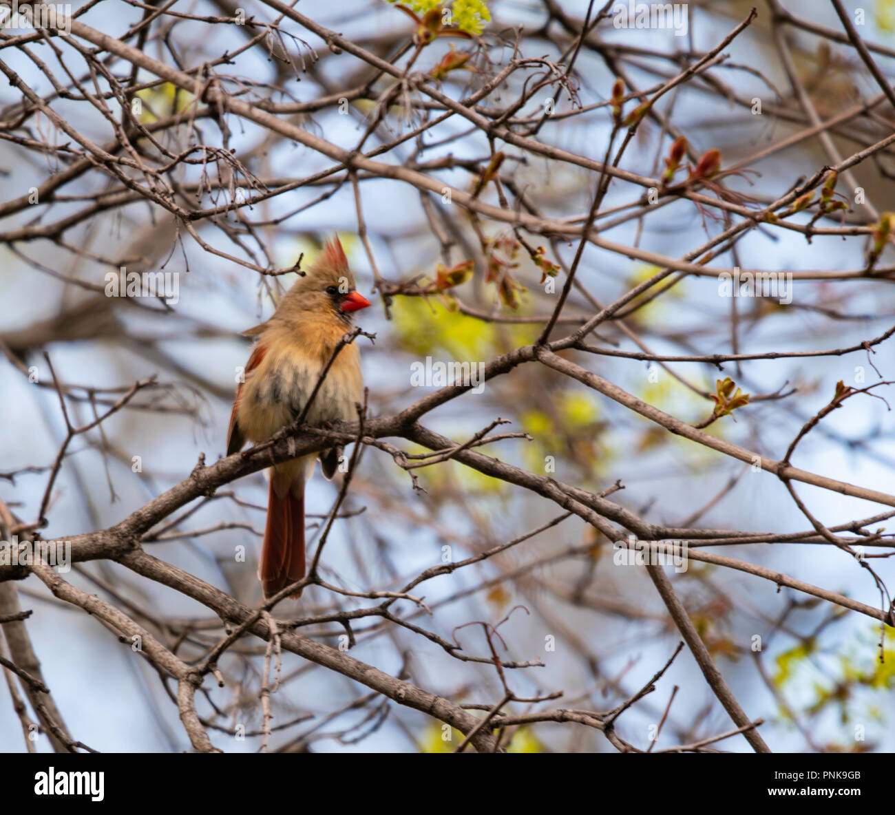 female Cardinal perch in a tree in the forest in spring Stock Photo - Alamy
