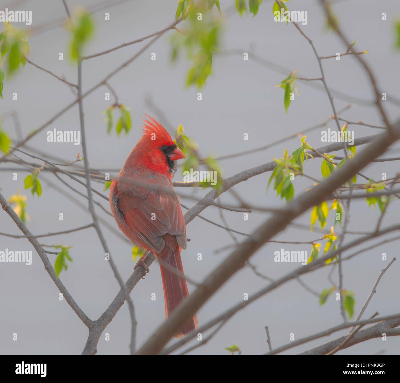Male Cardinal perch in a tree in the forest in spring Stock Photo - Alamy