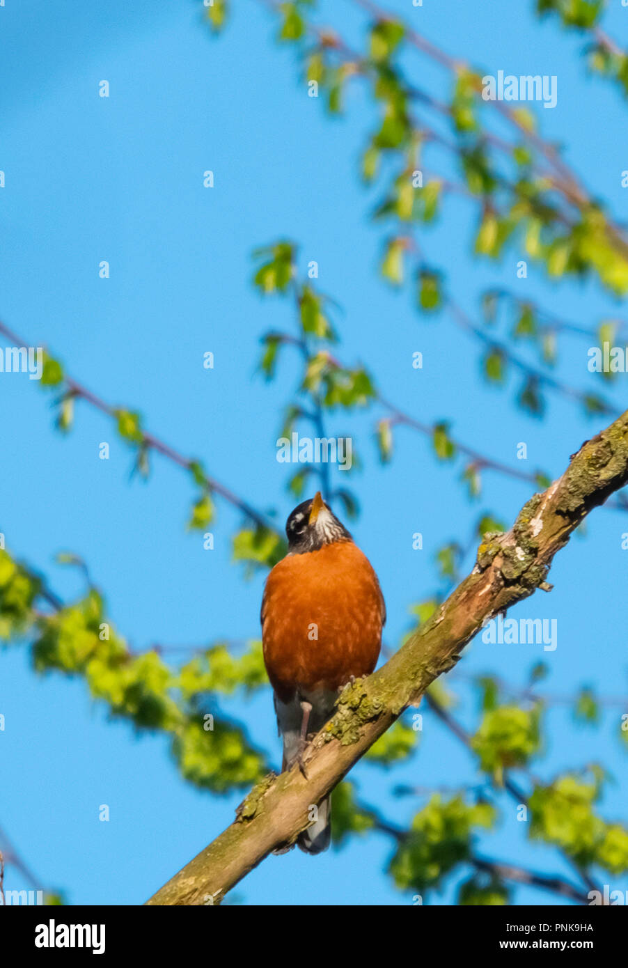 Perch in a tree hi-res stock photography and images - Alamy