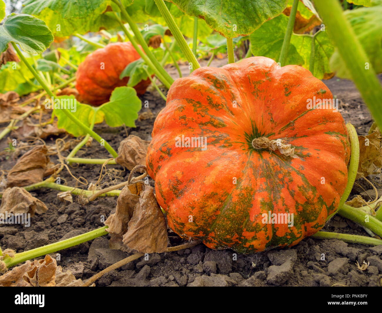 Pumpkin growing in the vegetable garden Stock Photo - Alamy