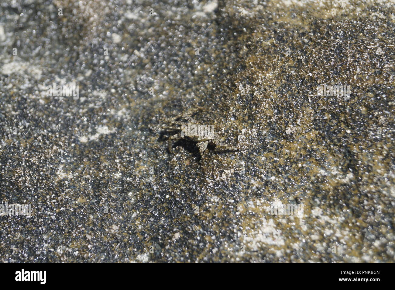 Small coastal crab eating algae from the stone at a beach break on the ...