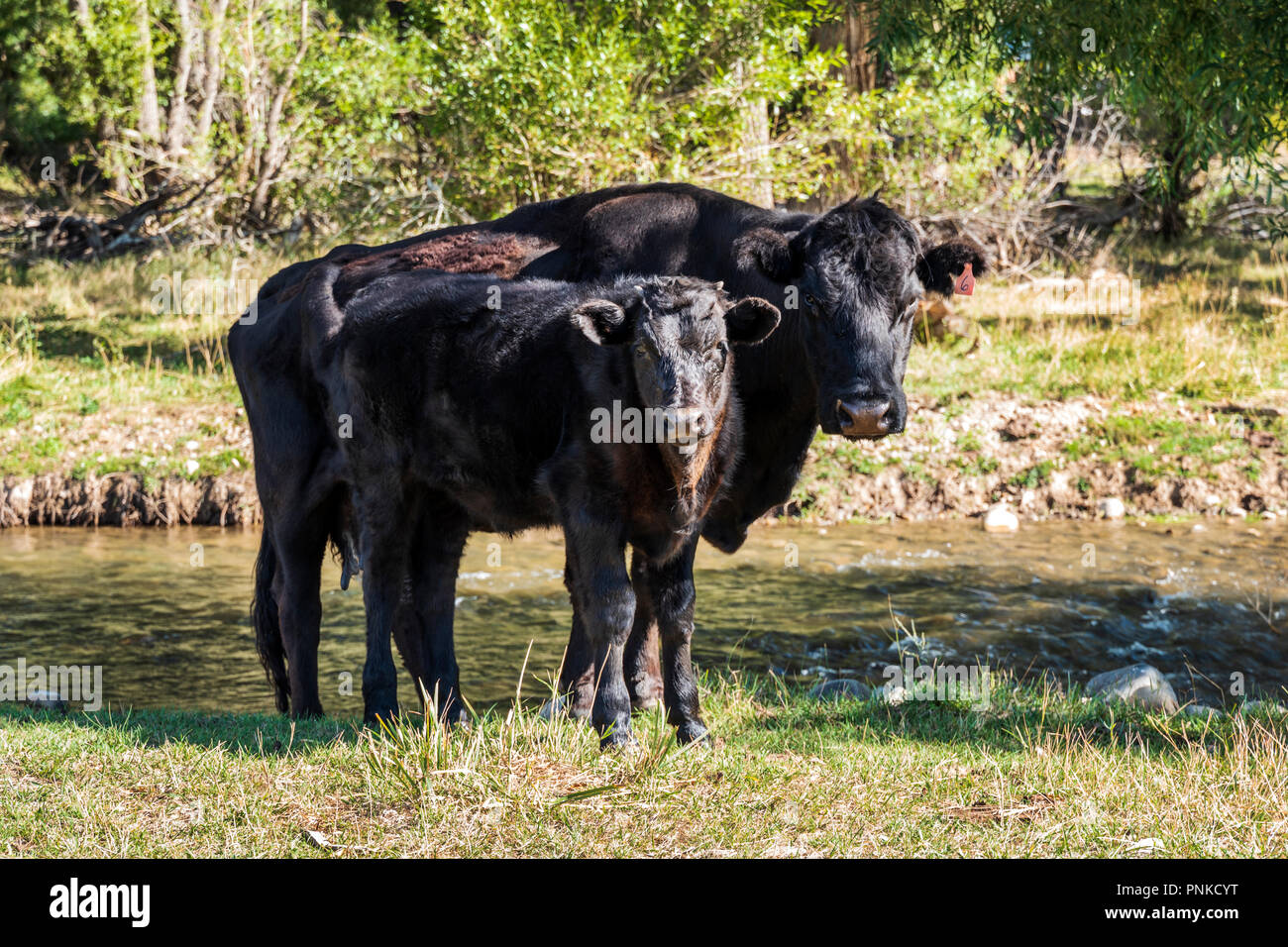 Black angus cow hi-res stock photography and images - Alamy