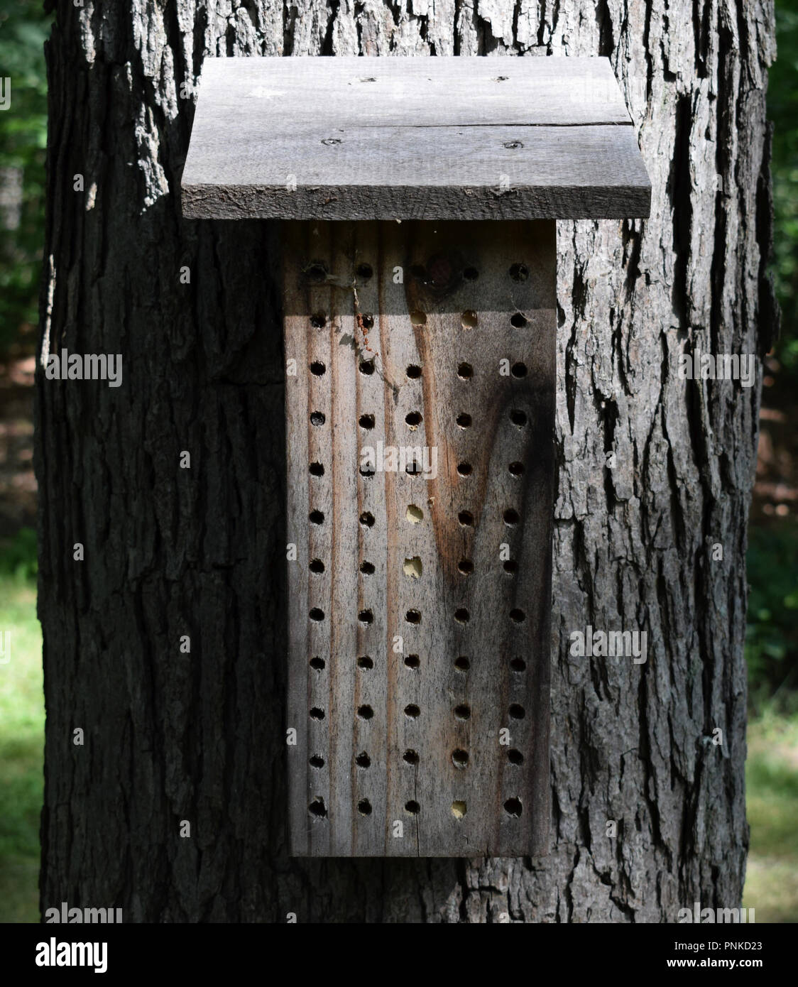 Sunlit wooden box with grid of holes attached to the trunk of an oak ...