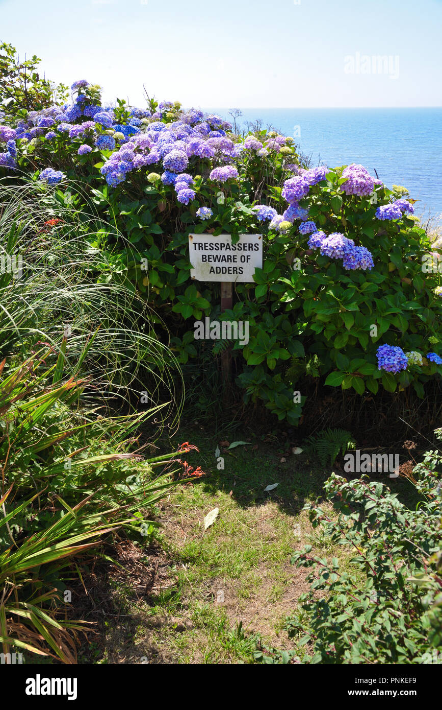 Adder Snake Warning High Resolution Stock Photography and Images - Alamy