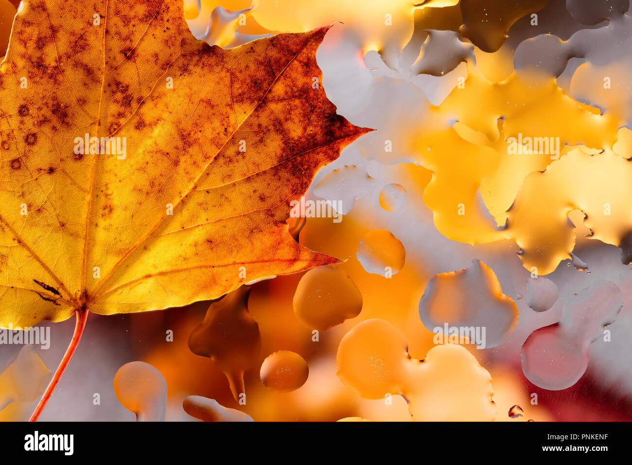 Autumn background with maple leaves and rain water drops Stock Photo ...