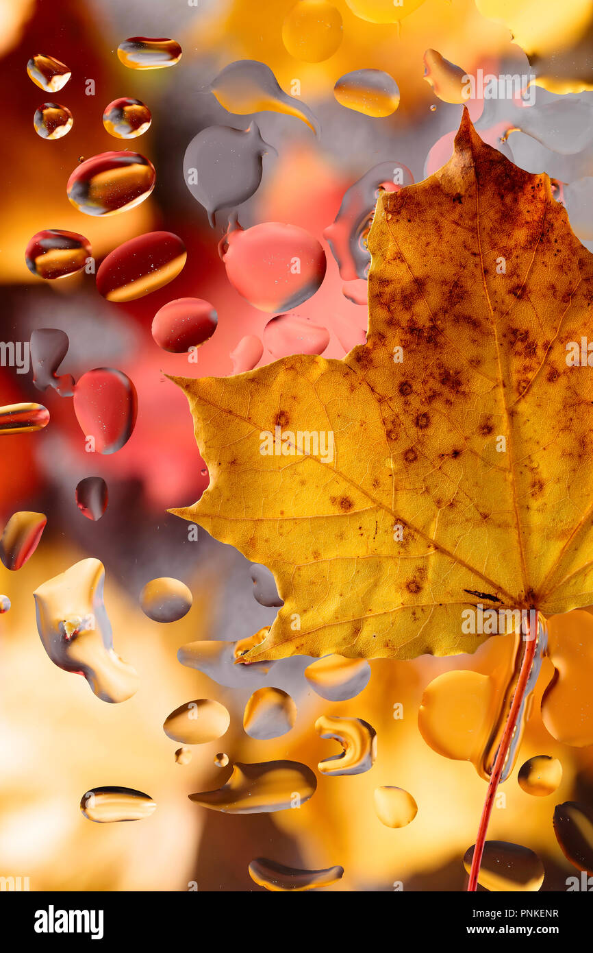 Autumn background with maple leaves and rain water drops Stock Photo ...
