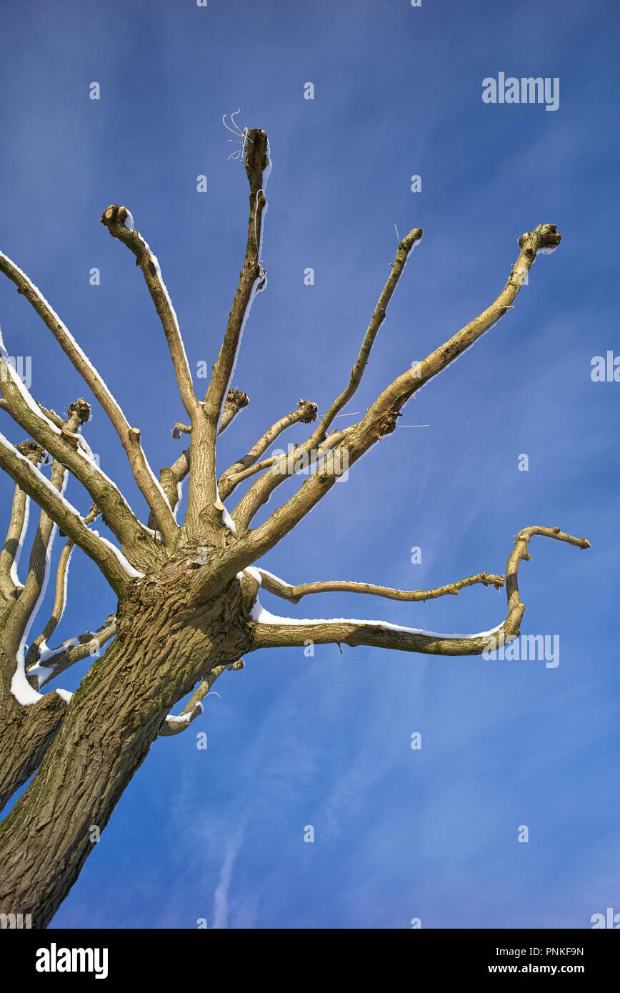 Winter Willow Tree Stock Photos & Winter Willow Tree Stock Images - Alamy