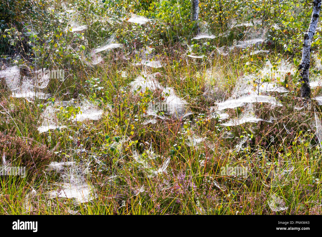 Cobwebby hi-res stock photography and images - Alamy