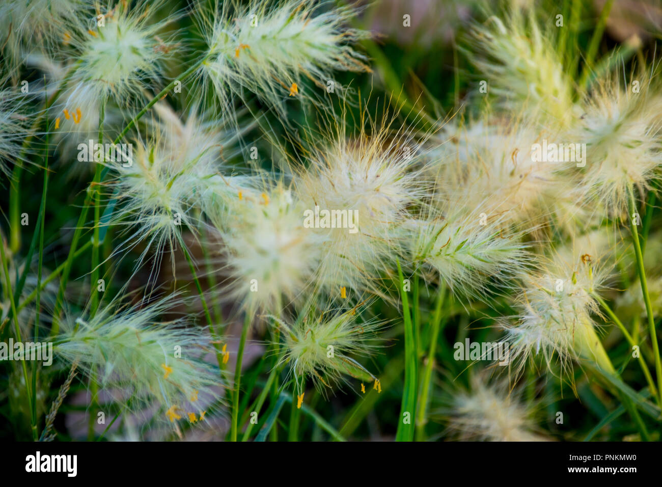Fuzzy Plants High Resolution Stock Photography and Images - Alamy