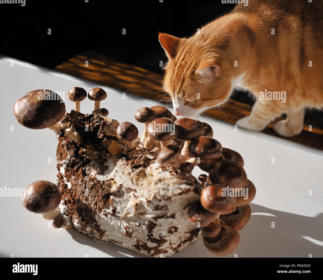 The Shiitake (Lentinula edodes) is an edible mushroom native to East ...