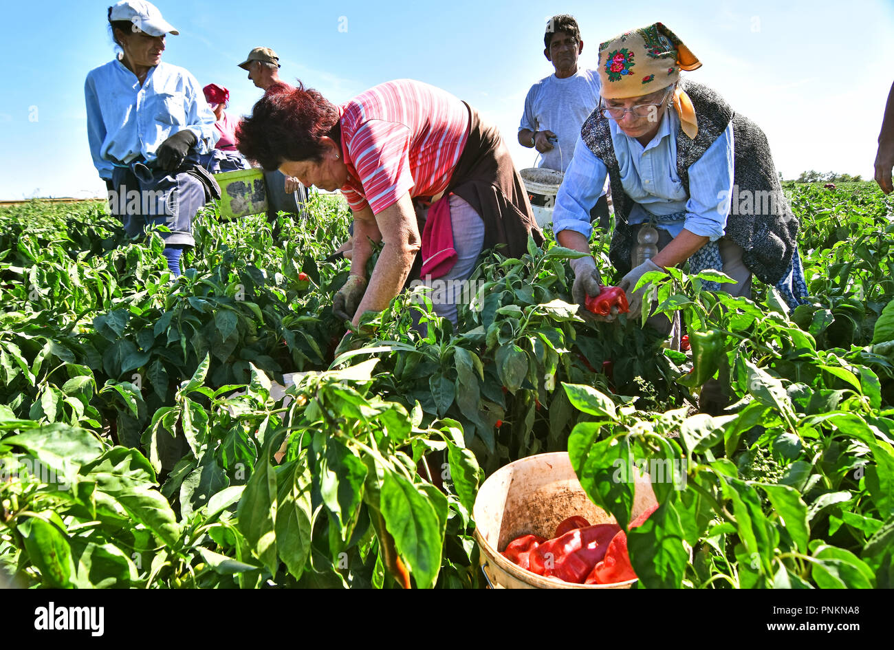 Farm Workers Harvesting Red Bell Pepper near town Zabalj in Serbia ...