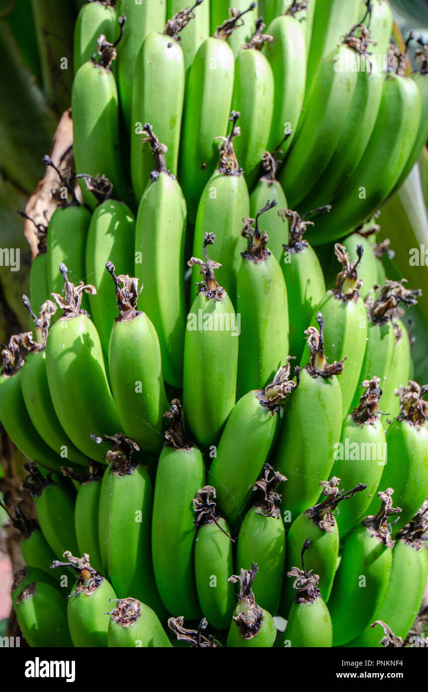 a large ripe of green raw bananas Stock Photo - Alamy
