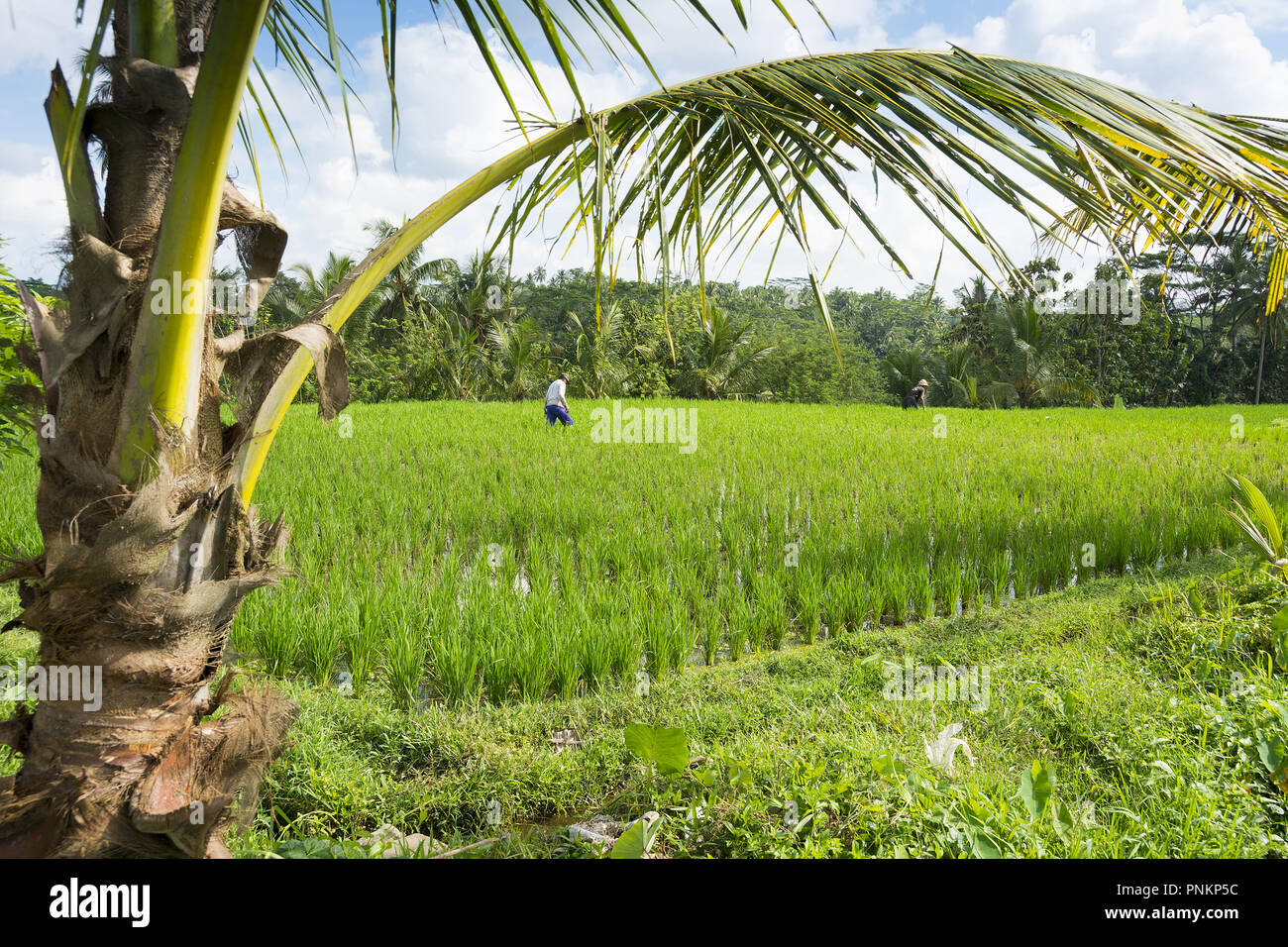 Rice paddy terraces with view of the sky and palm trees Stock Photo - Alamy