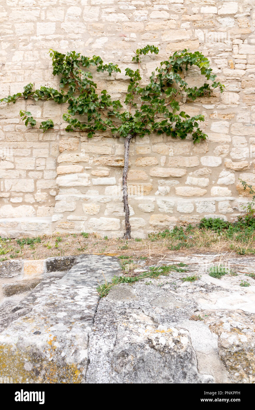 View of a grapevine hi-res stock photography and images - Alamy