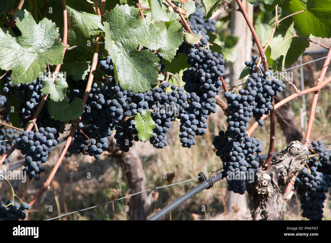 View of a grapevine hi-res stock photography and images - Alamy