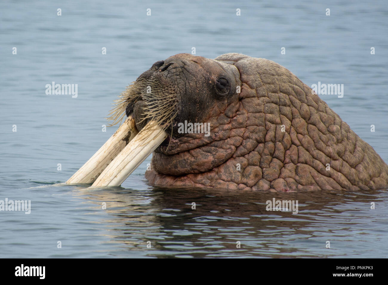 Big teeth walrus hi-res stock photography and images - Alamy
