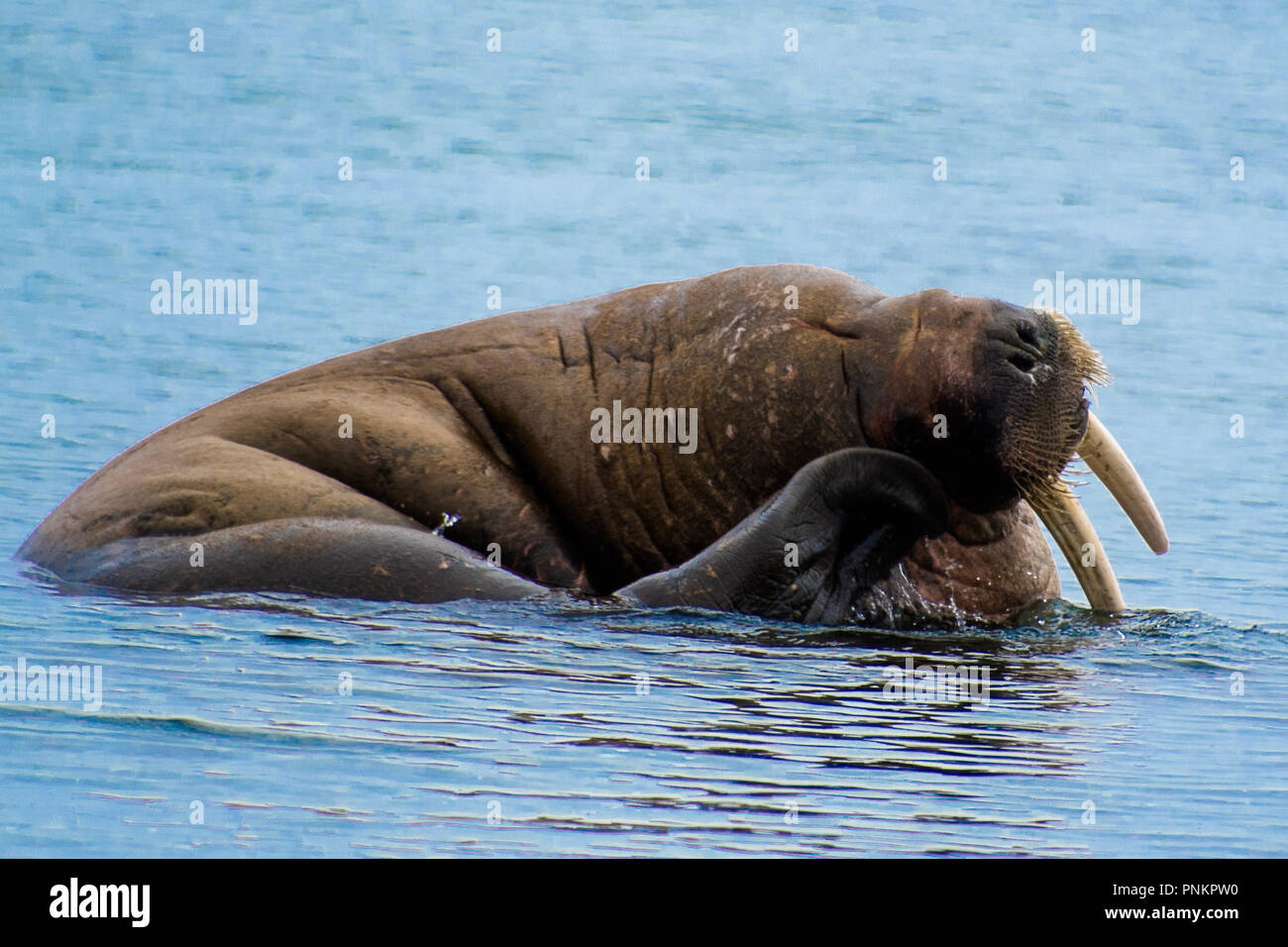 A beautiful Walrus shot in the polar arctic Circle. Svalbard - Norway ...