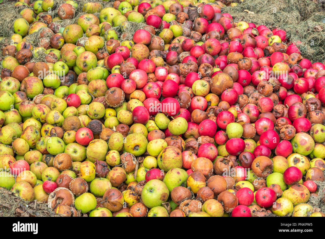 Pile of rotten apples hi-res stock photography and images - Alamy