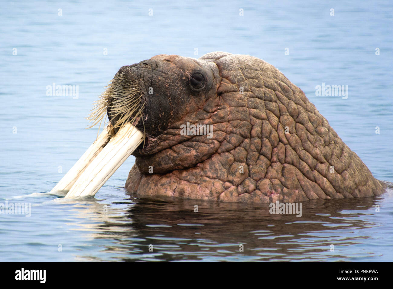 A beautiful Walrus shot in the polar arctic Circle. Svalbard - Norway ...
