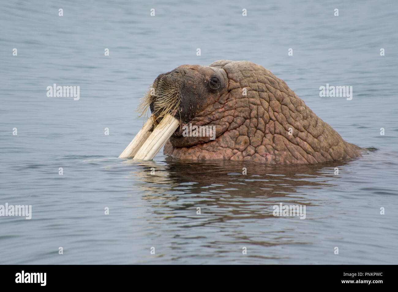 A beautiful Walrus shot in the polar arctic Circle. Svalbard - Norway ...