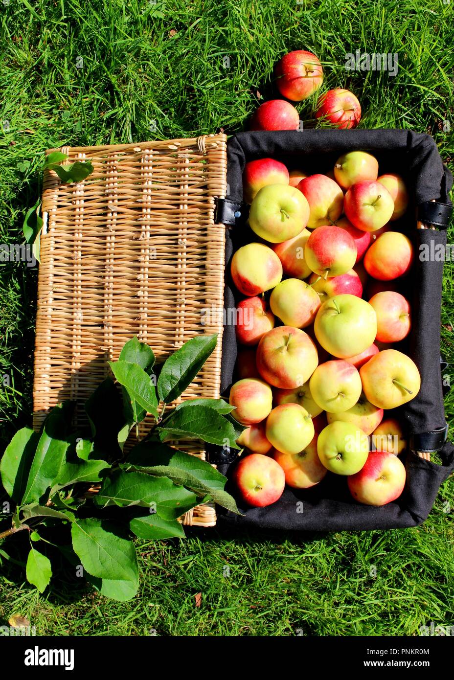 Scrumping hi-res stock photography and images - Alamy