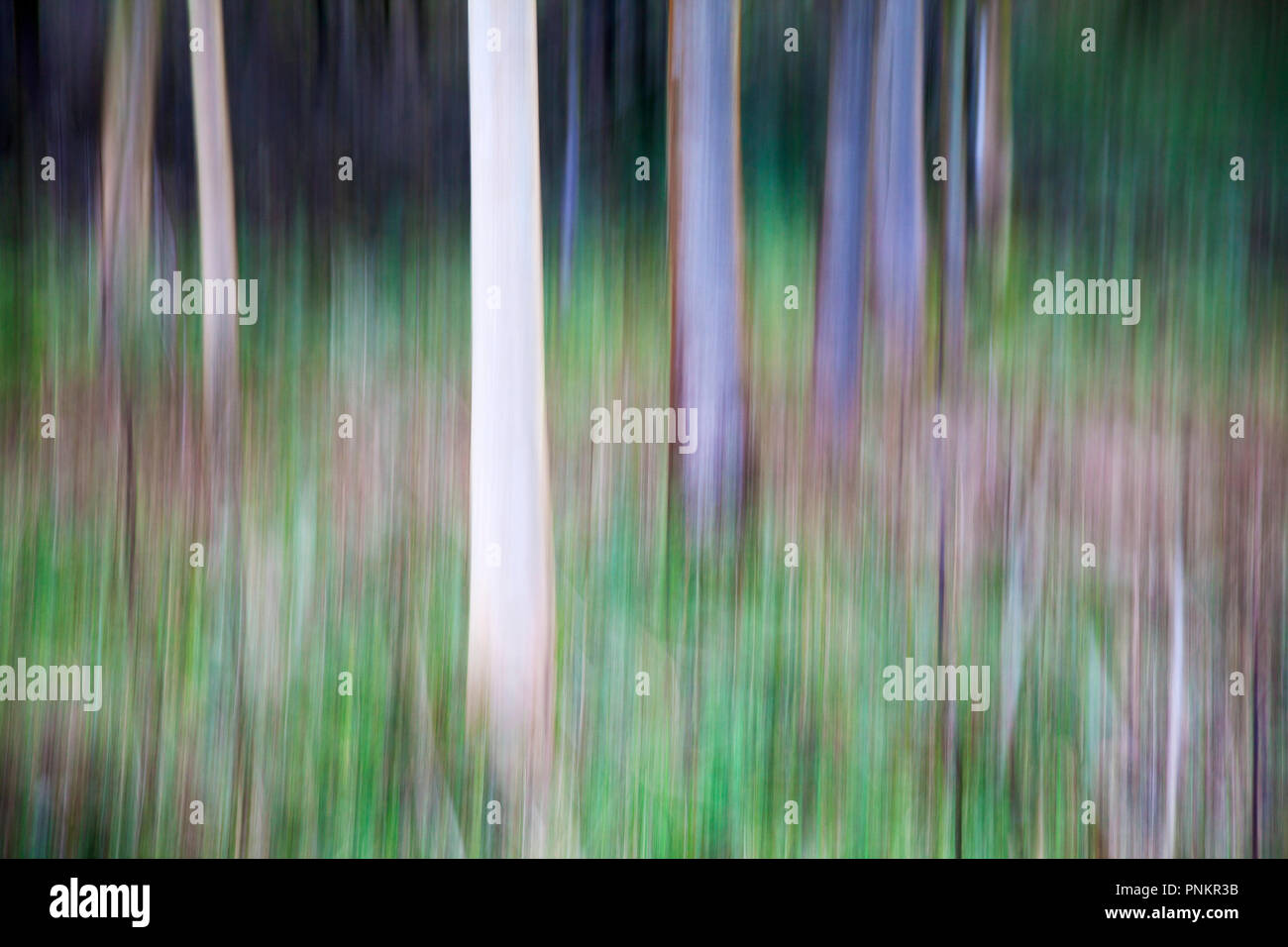 ICM Intentional Camera Movement of trees in Strid Wood, Bolton Abbey ...
