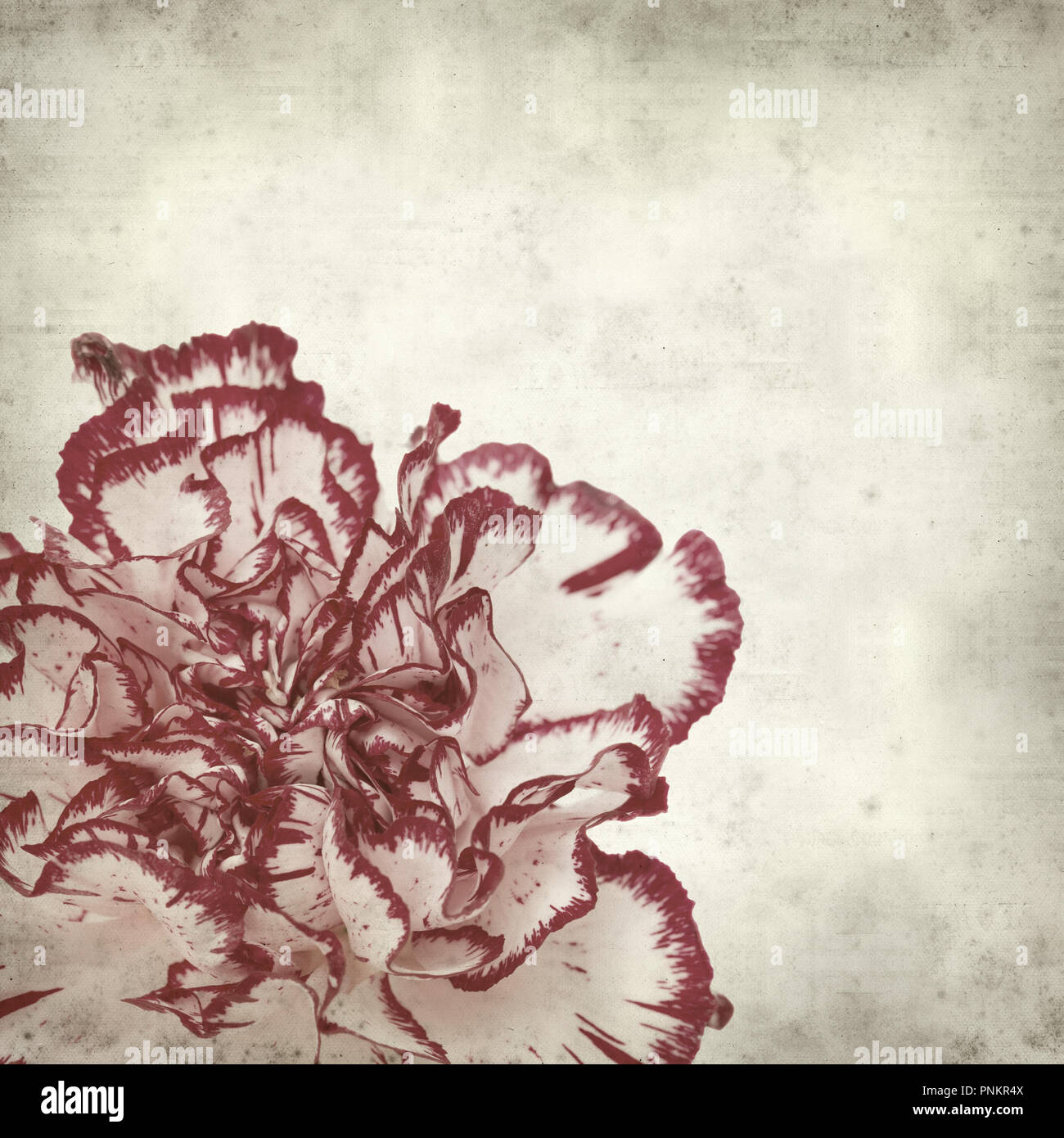 textured old paper background with variegated carnation flower Stock ...