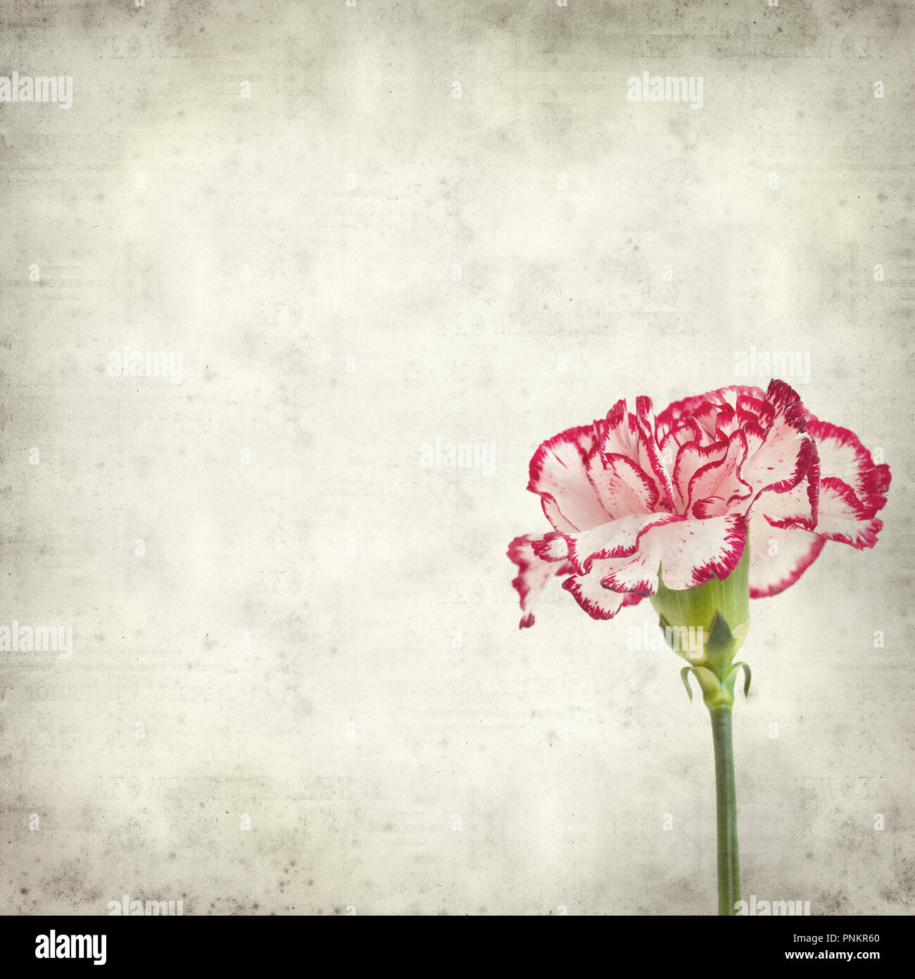 textured old paper background with variegated carnation flower Stock ...