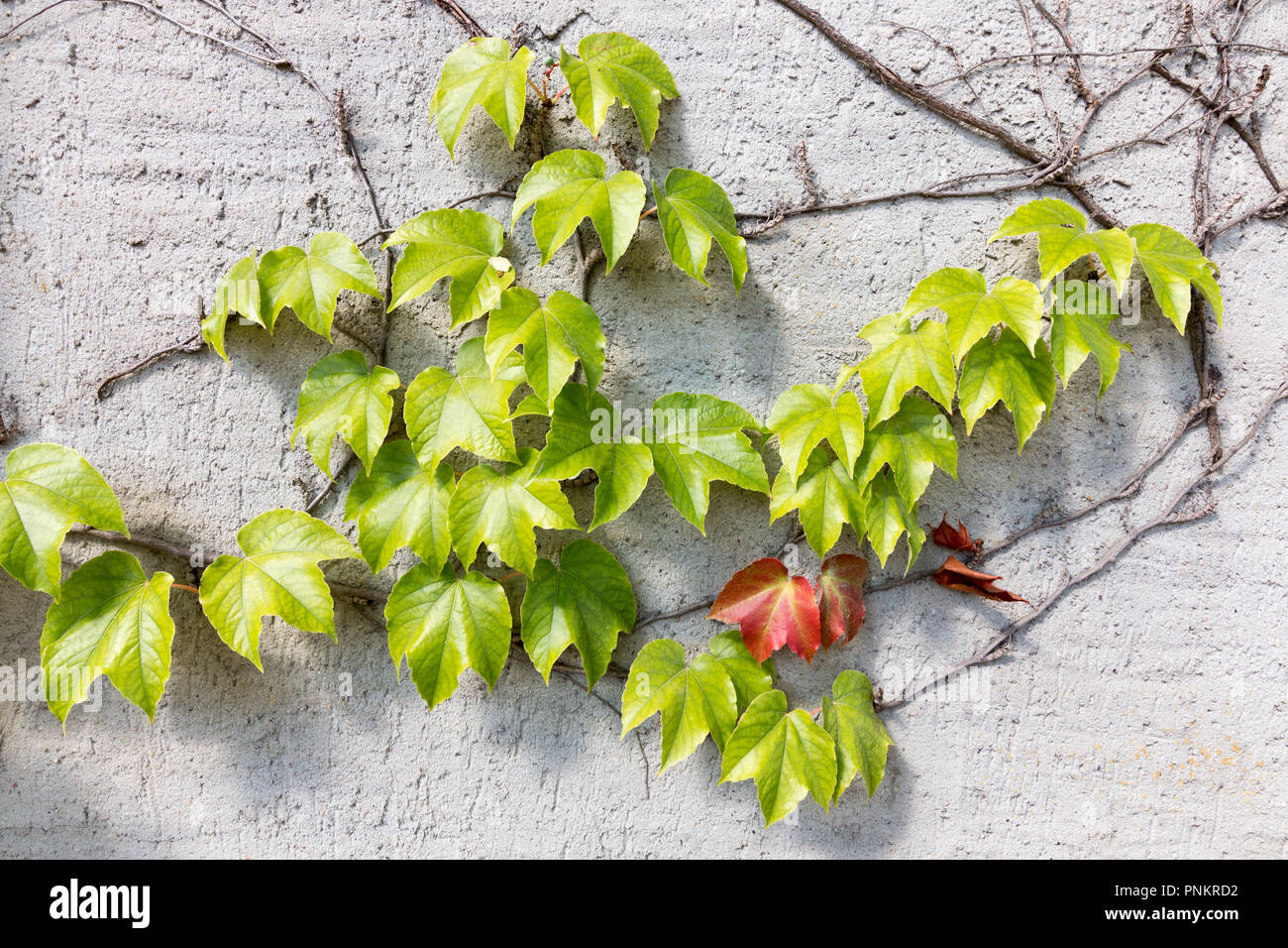 View of a grapevine Stock Photo - Alamy