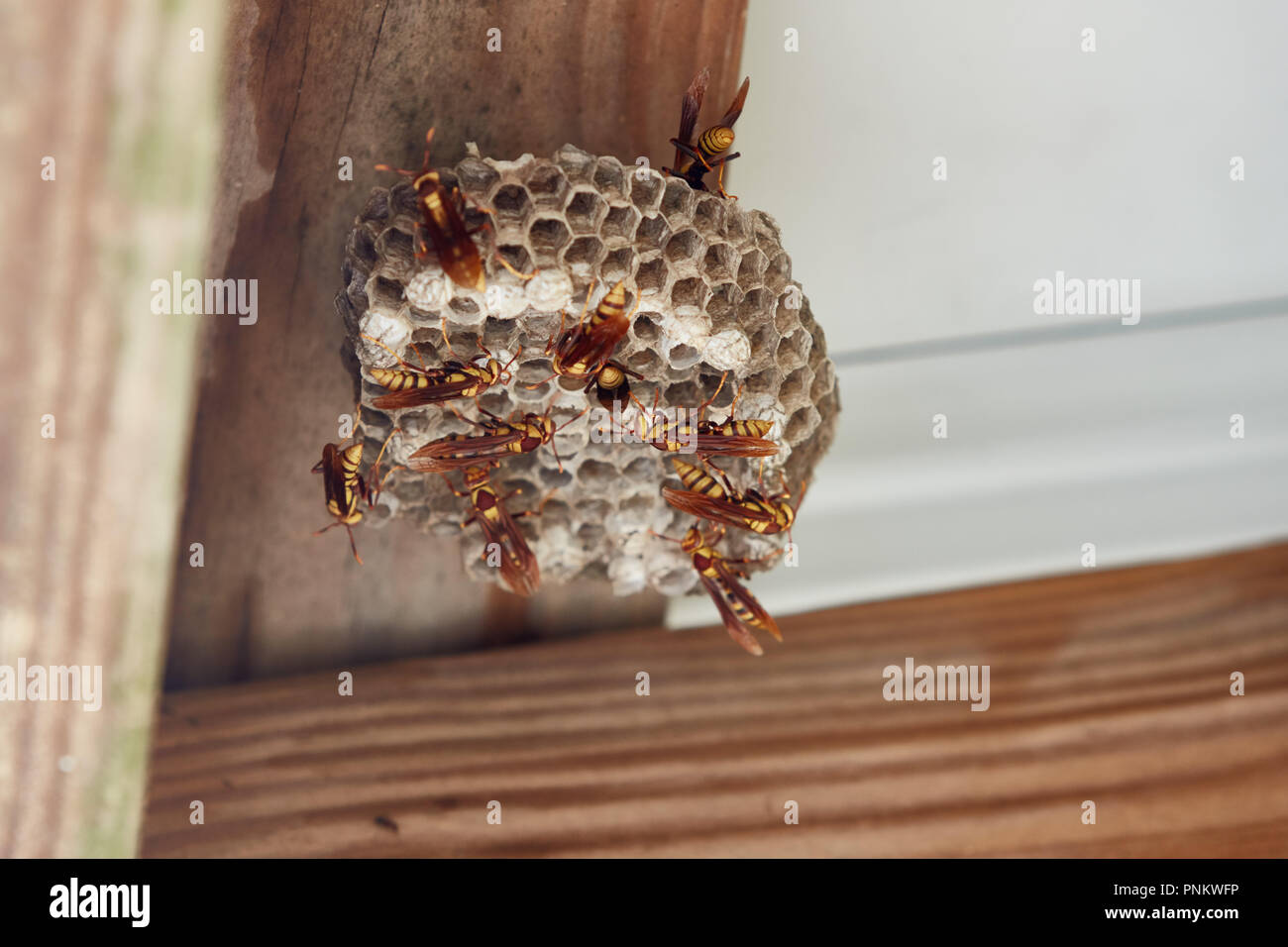 Honeycomb nest hi-res stock photography and images - Alamy