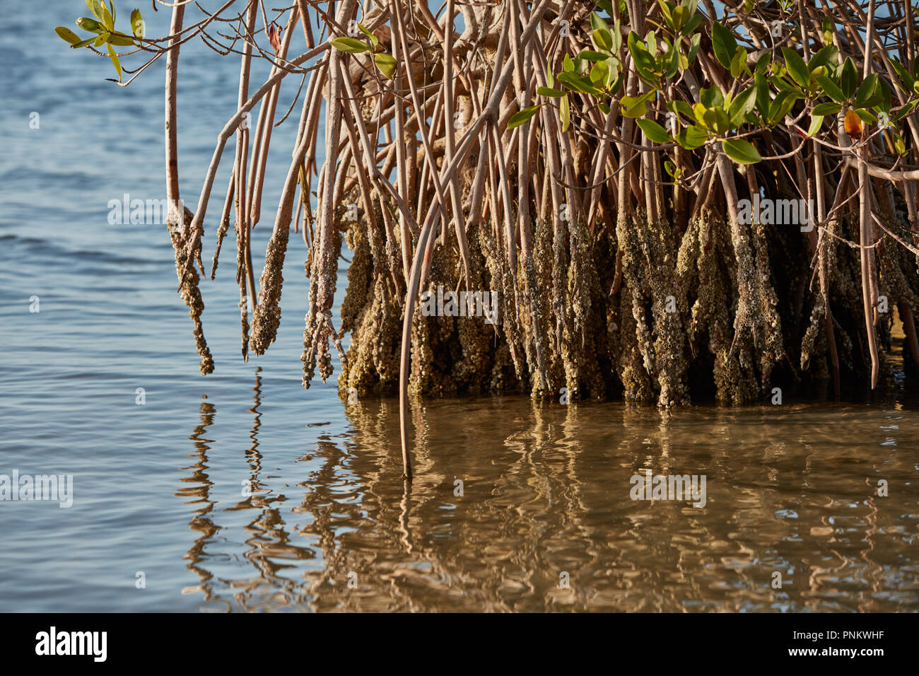 Low water levels reveal barnacle covered mangroves Stock Photo - Alamy