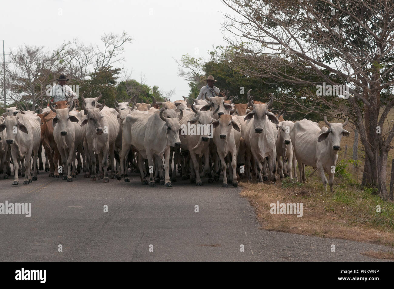 Cowboys herding cattle hi-res stock photography and images - Alamy
