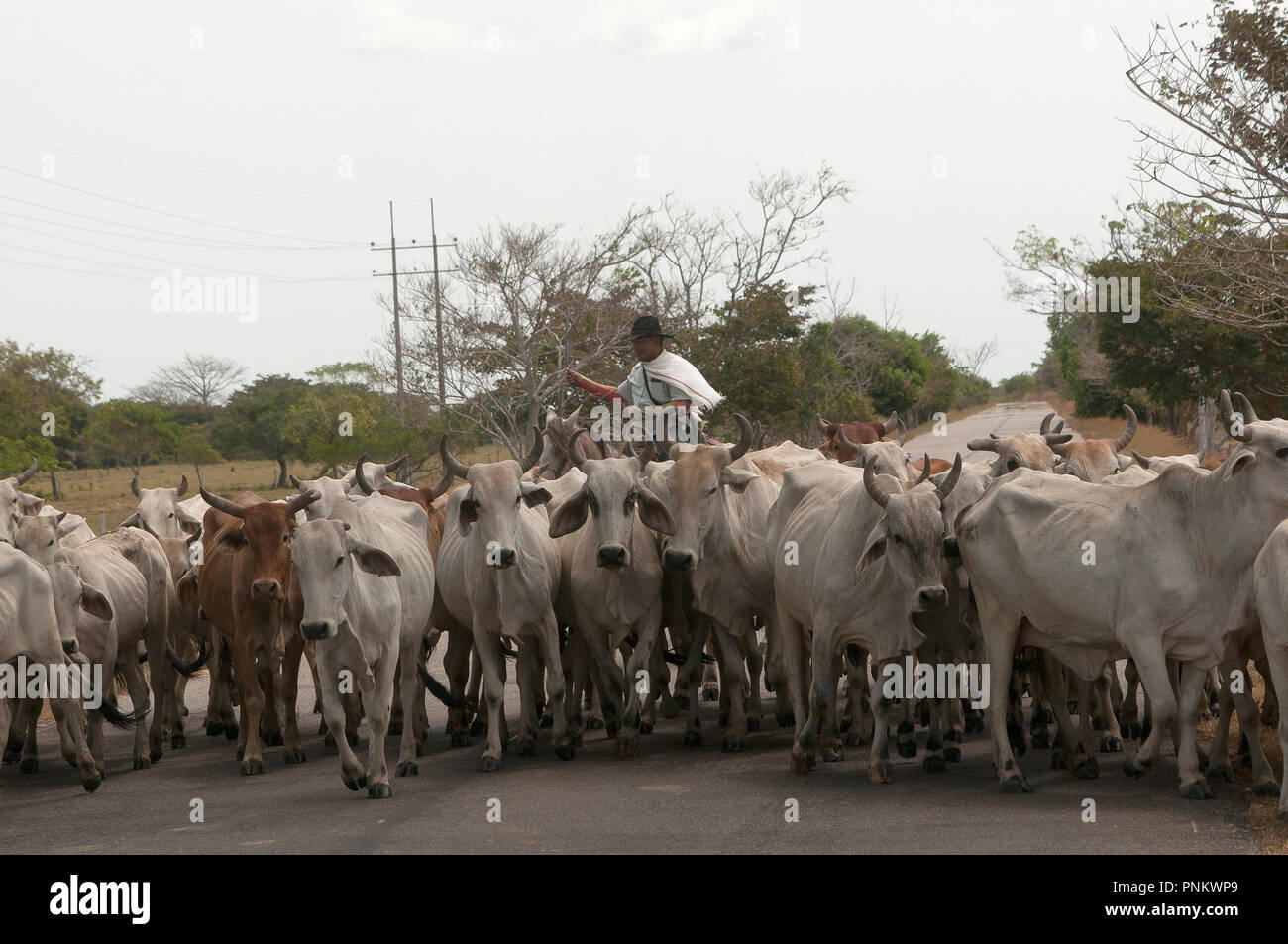 Cowboys herding cattle hi-res stock photography and images - Alamy