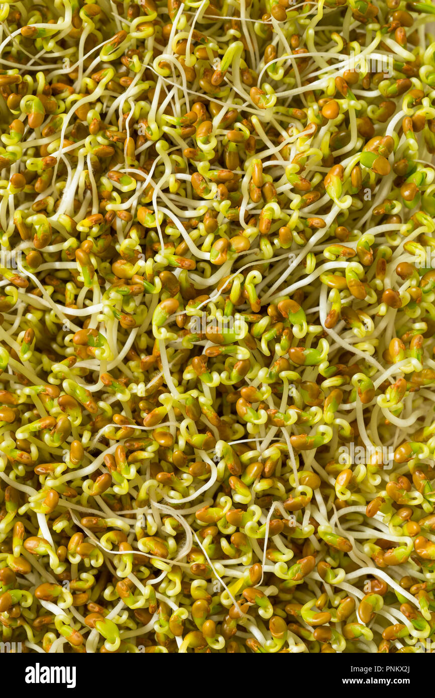 Raw Green Organic Clover Alfalfa Sprouts for Health Stock Photo - Alamy