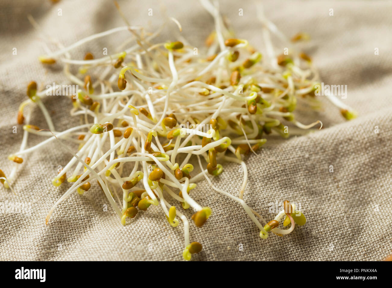 Raw Green Organic Clover Alfalfa Sprouts for Health Stock Photo - Alamy