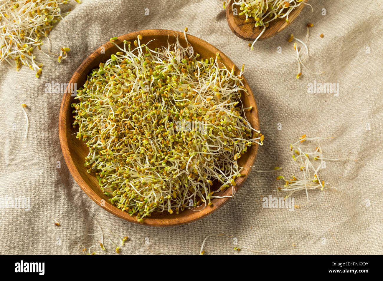 Raw Green Organic Clover Alfalfa Sprouts for Health Stock Photo - Alamy