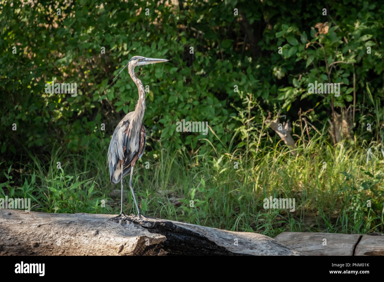 Juvenile great blue heron hi-res stock photography and images - Alamy